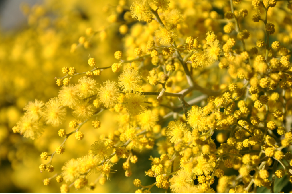 Le bourgeon de mimosa | Apaisant, relaxant, immunitaire